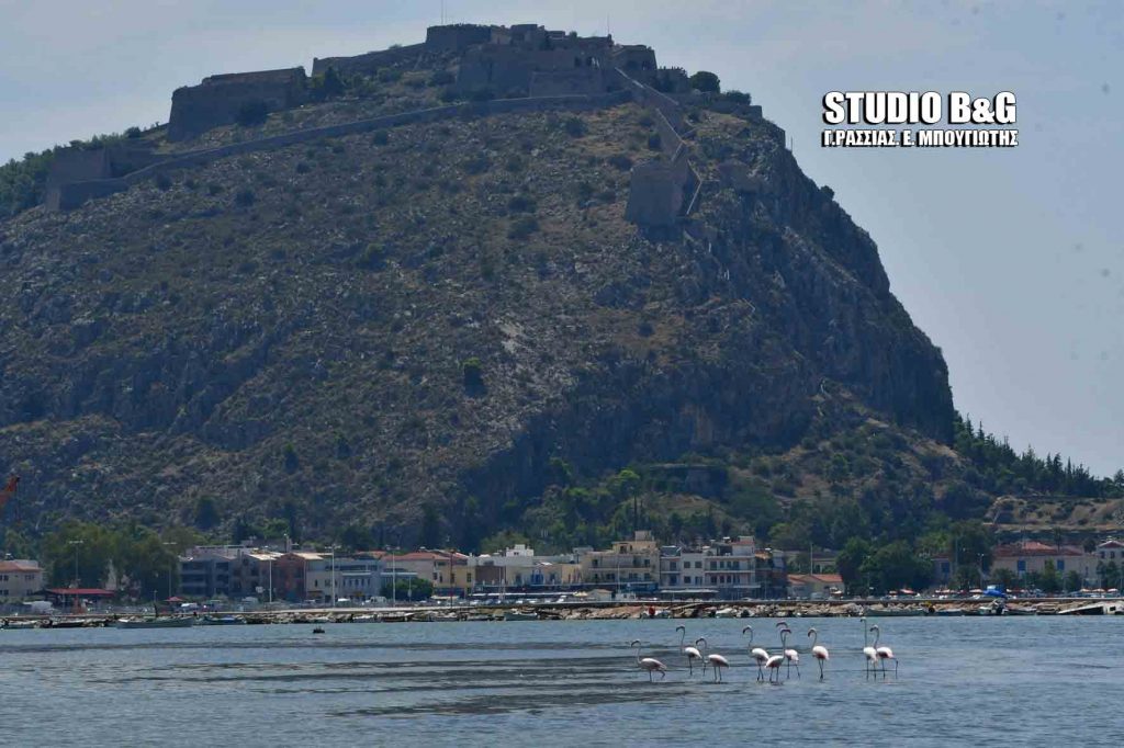 Φλαμίνγκο έκαναν την εμφάνιση τους στον υδροβιότοπο Ναυπλίου-Νέας Κίου ...