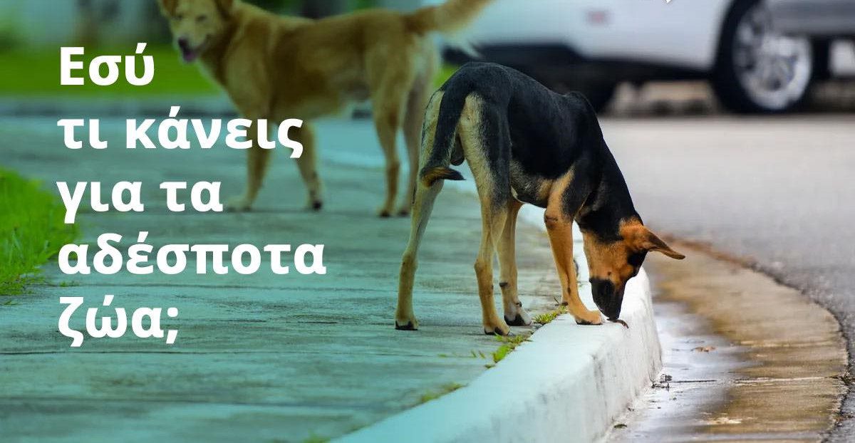 ΦΙΛΟΖΩΙΚΗ ΕΝΩΣΗ ΝΕΜΕΑΣ: Αναβολή Γενικής Συνέλευσης Αρχαιρεσιών - NemeaPress